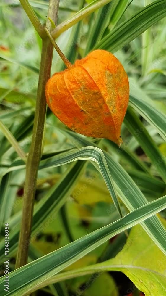 Physalis berry. Growing wild cape gooseberry (pygmy groundcherry ...