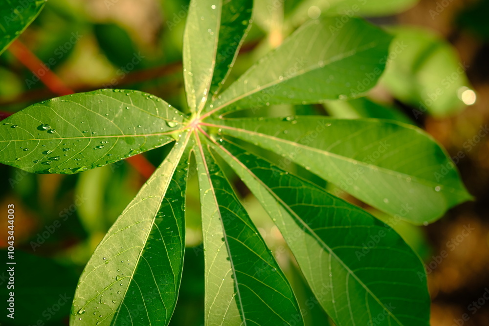 raindrops on cassava leaves. Cassava leaves are edible leaves. Manihot ...