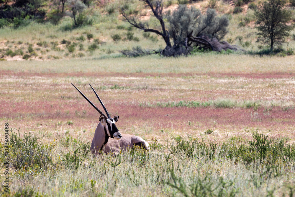 Baby of Common african antelope Gemsbok, Oryx gazella in Kalahari after ...