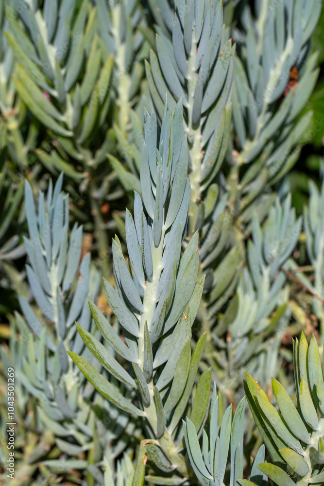 Curio Mount Everest, Curio ficoides is a branching shrub that grows to ...