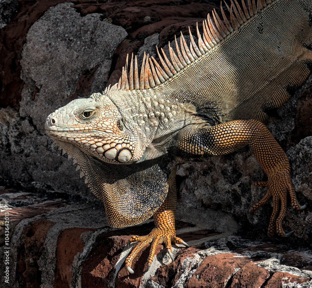 iguana lizard close up at spanish fort in old san juan puerto rico ...