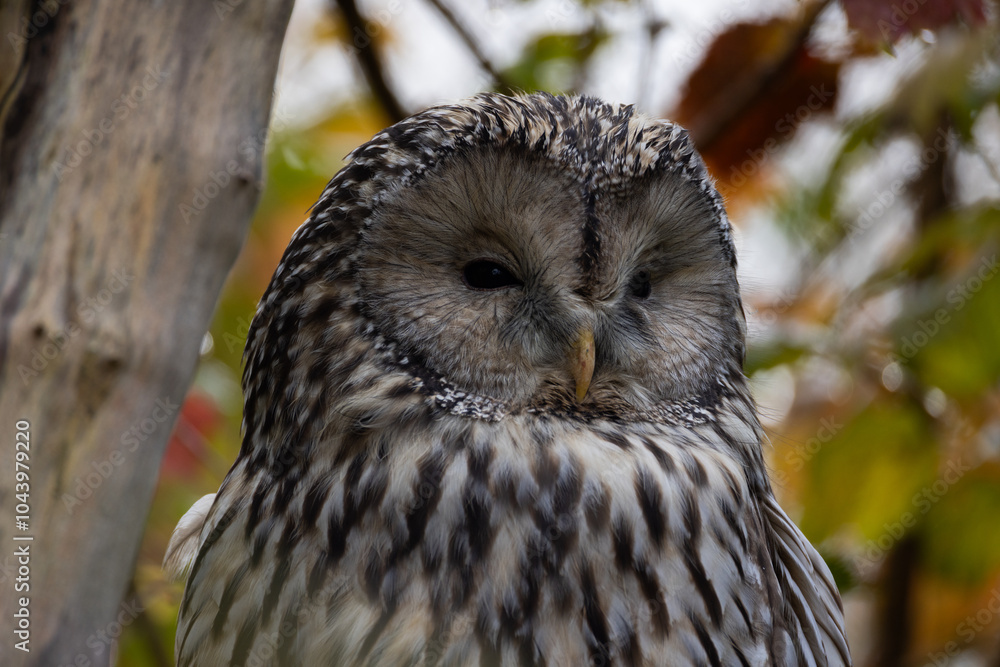 Brown Owl, Strix uralensis. A nocturnal bird of prey with large ...