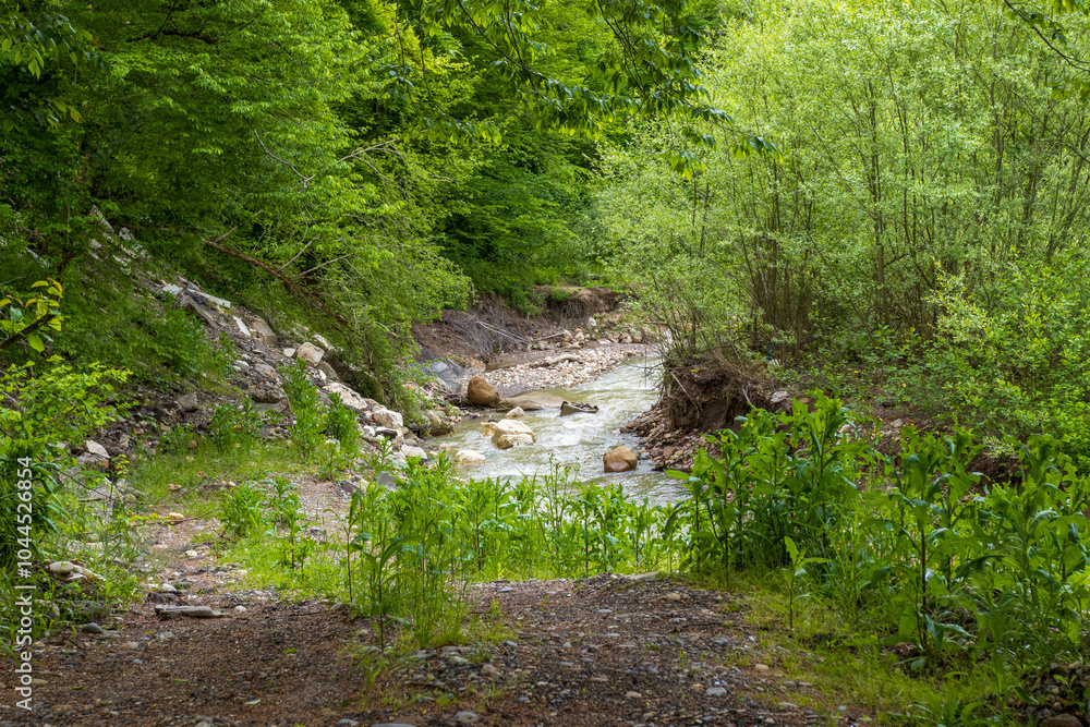 Poster nature park , spring mood, a walk along the riverbed with an ...