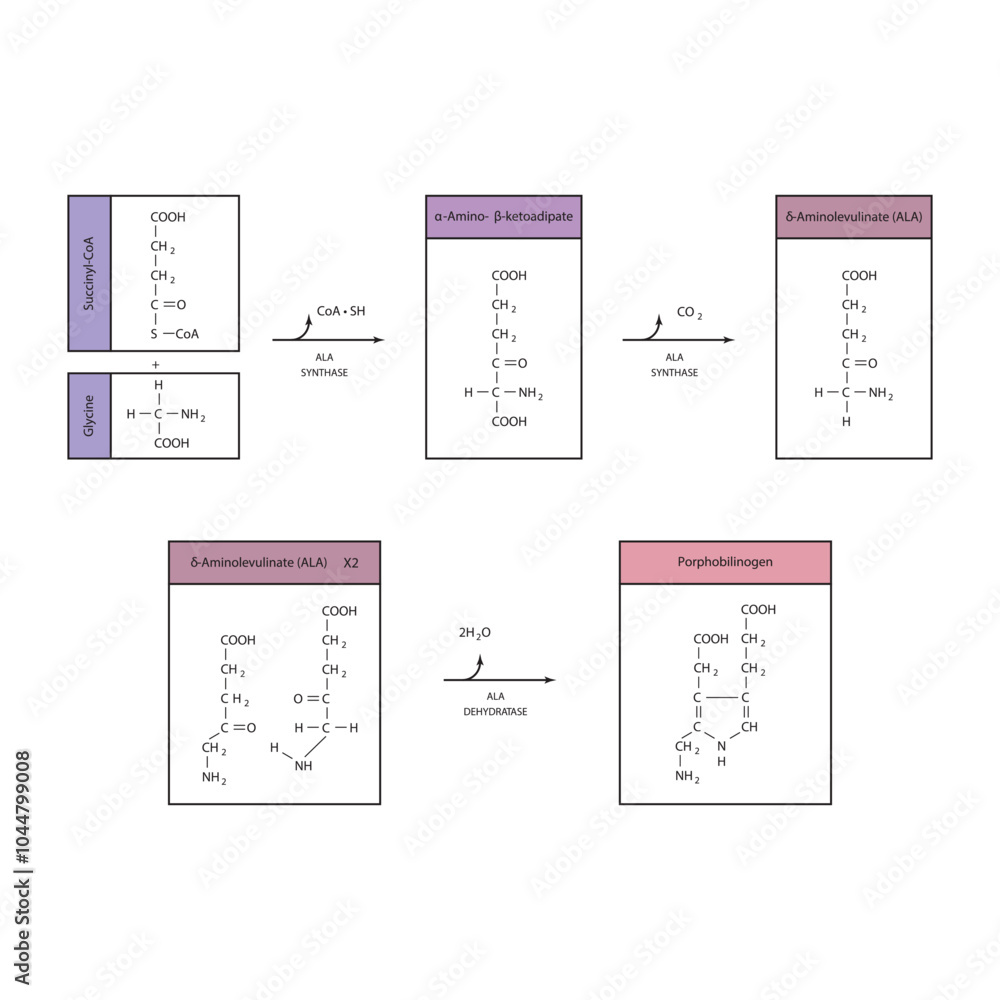Diagram showing synthesis of porphobilinogen through ALA synthase ...