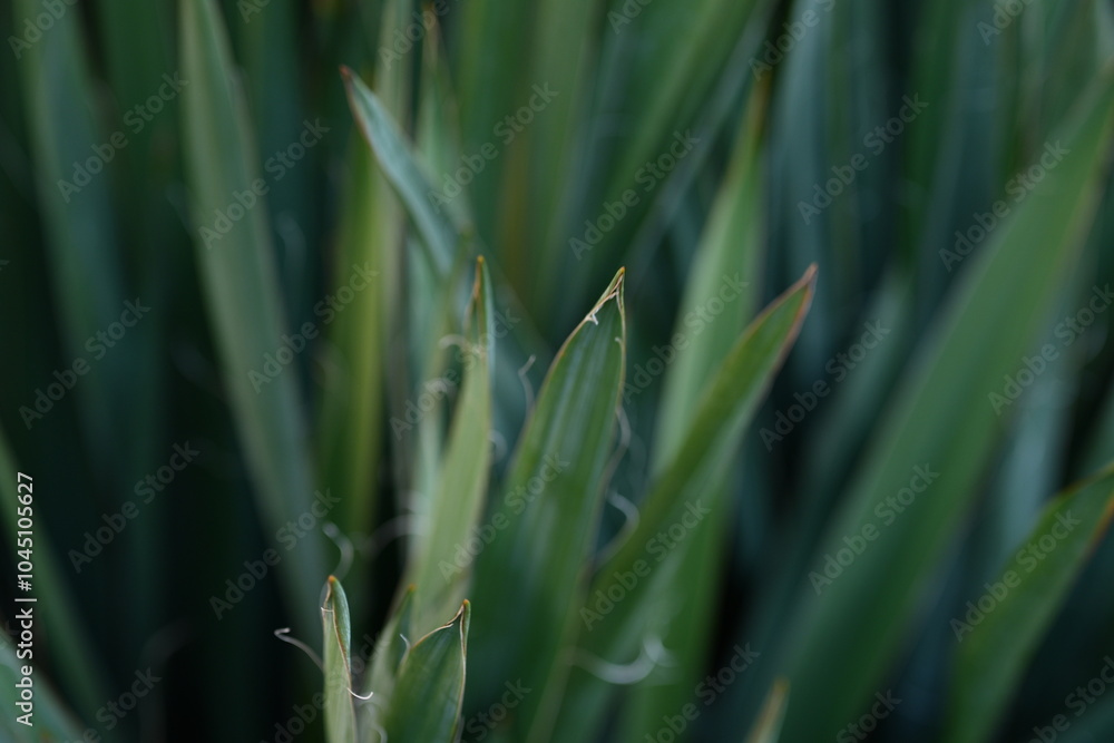 Yucca filamentosa green leaves blue yucca filamentous diagonally close ...