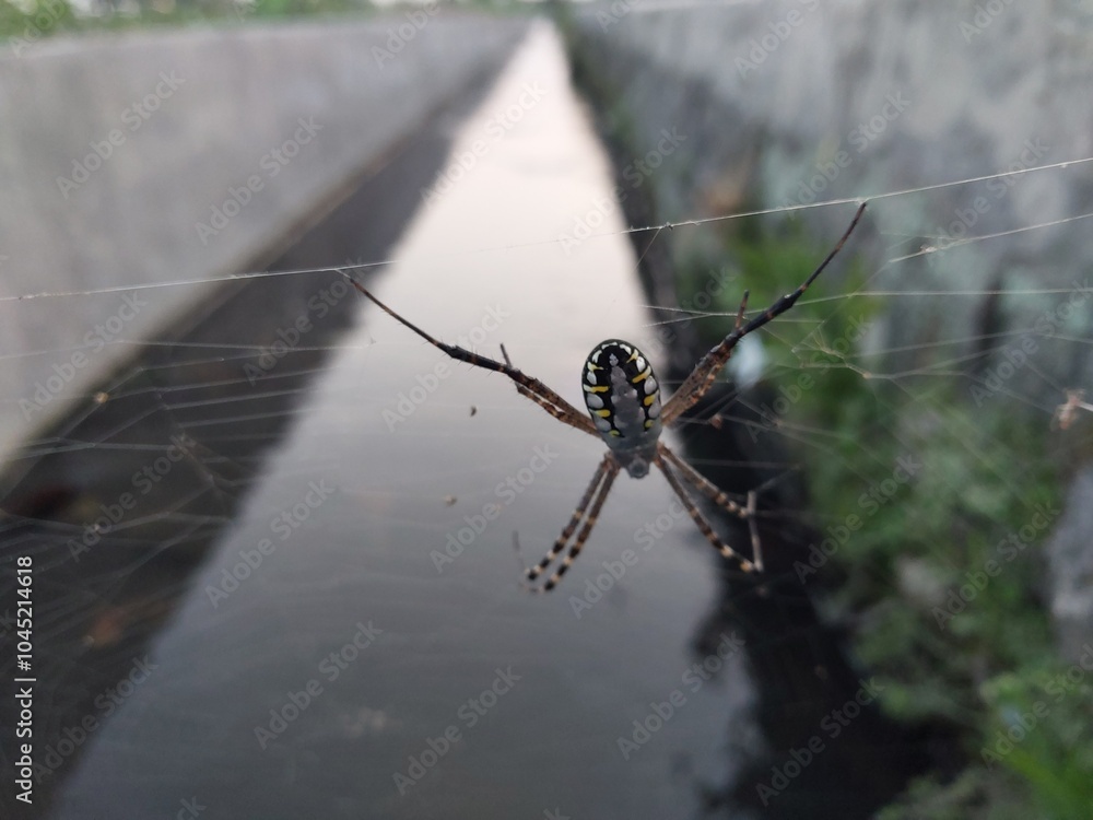 Spiders make nests. spider with broken web Stock Photo | Adobe Stock
