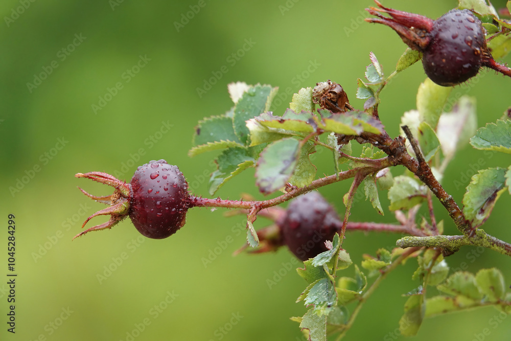 Scots Rose hips, rosa spinosissima, with droplets of rain in a garden ...