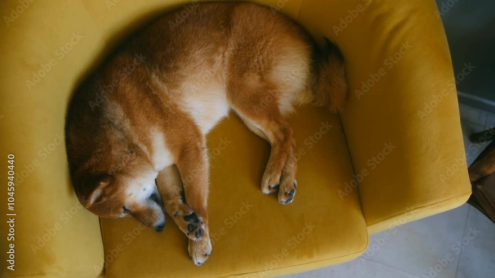 Shiba inu dog enjoys a peaceful sleep, curled up comfortably on a ...