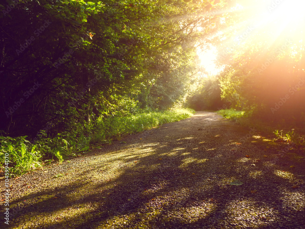 A path through a forest with sunlight shining through the trees. The ...