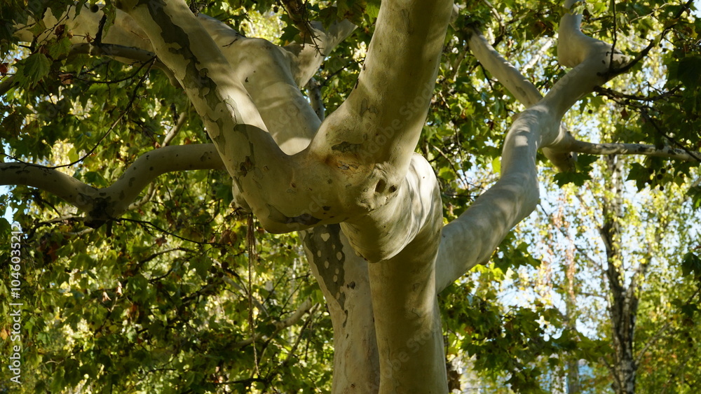Poster The trunk, bark, leaves and fruits of Platanus occidentalis ...