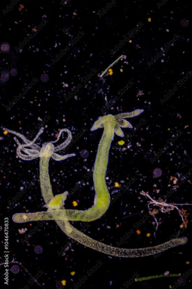 Hydra is a genus of small, fresh-water animals of the phylum Cnidaria ...