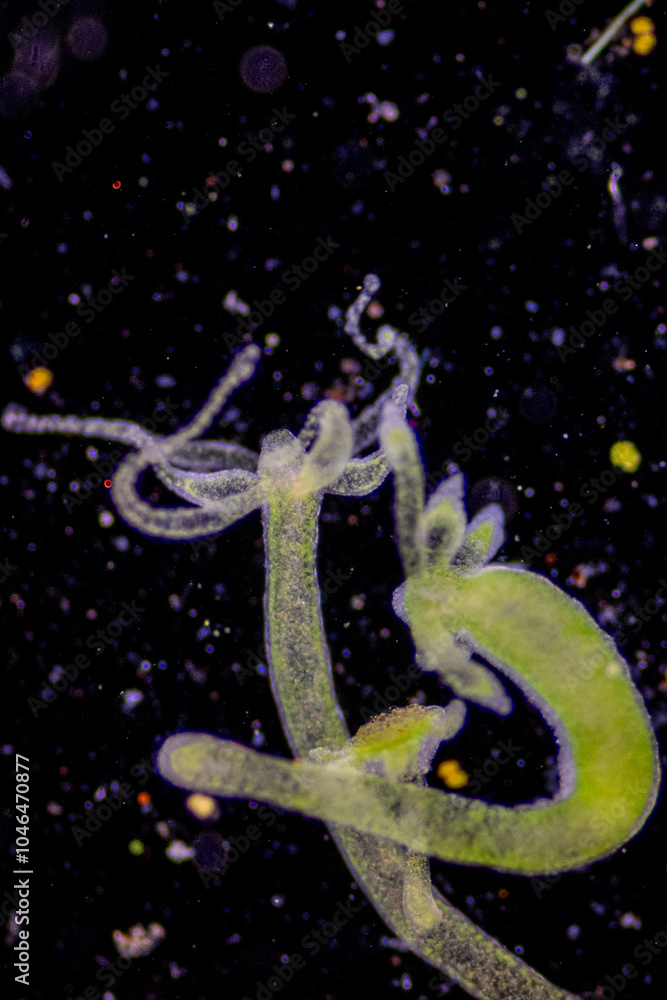 Hydra is a genus of small, fresh-water animals of the phylum Cnidaria ...