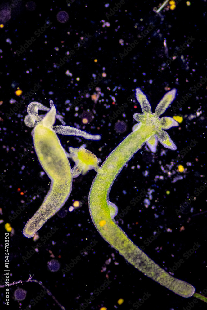 Hydra is a genus of small, fresh-water animals of the phylum Cnidaria ...