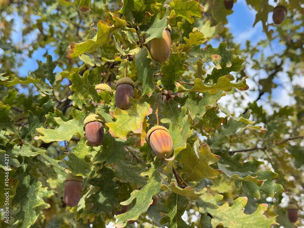 german oak, pedunculate oak, stalk oak, quercus robur l., ecosystem ...