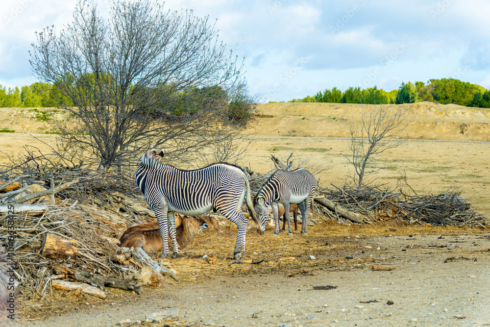 Zebras and their calves grazing near dry trees in a natural savannah ...