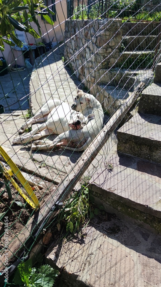 Two white American bulldogs lying together peacefully. fighting dogs in ...