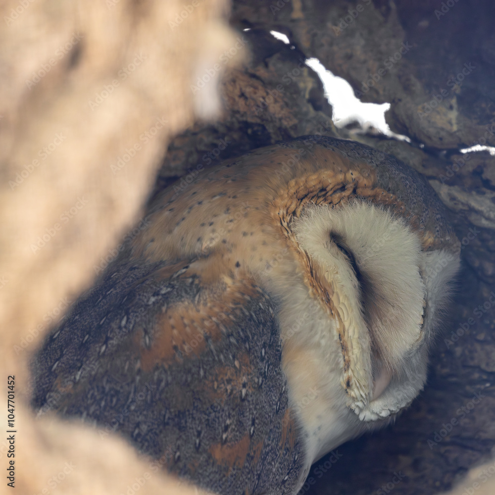 Irish Barn Owl (Tyto alba) - Commonly found in farmlands and woodlands ...