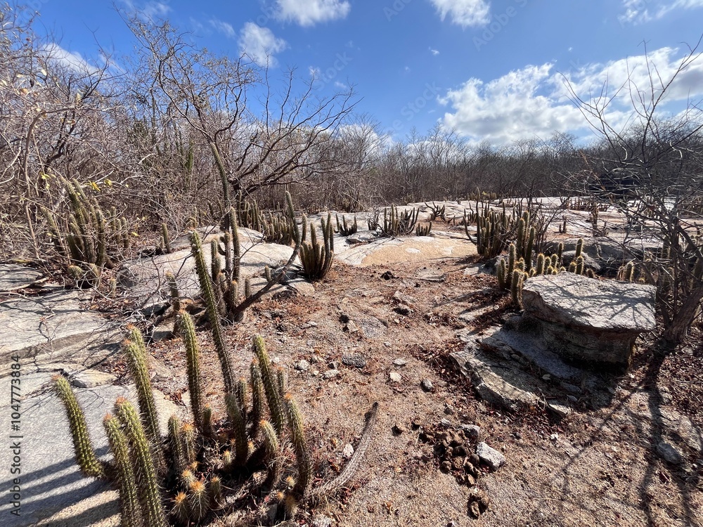 caatinga, paisagens da caatinga, caatinga nordestina, sertão nordestino ...
