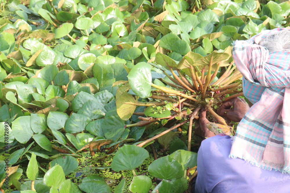 Water Chestnut tree with fruit and farmer on farm Stock Photo | Adobe Stock