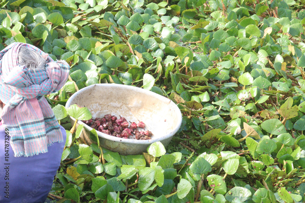 Water Chestnut tree with fruit and farmer on farm Stock Photo | Adobe Stock