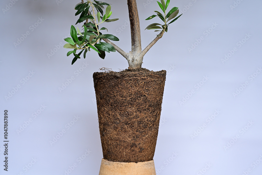 Roots removed from a pot. A root-bound olive tree.The roots grow in the ...