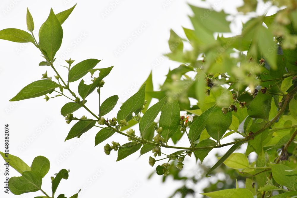 Nyctanthes arbor-tristis, commonly known as night-flowering jasmine or ...