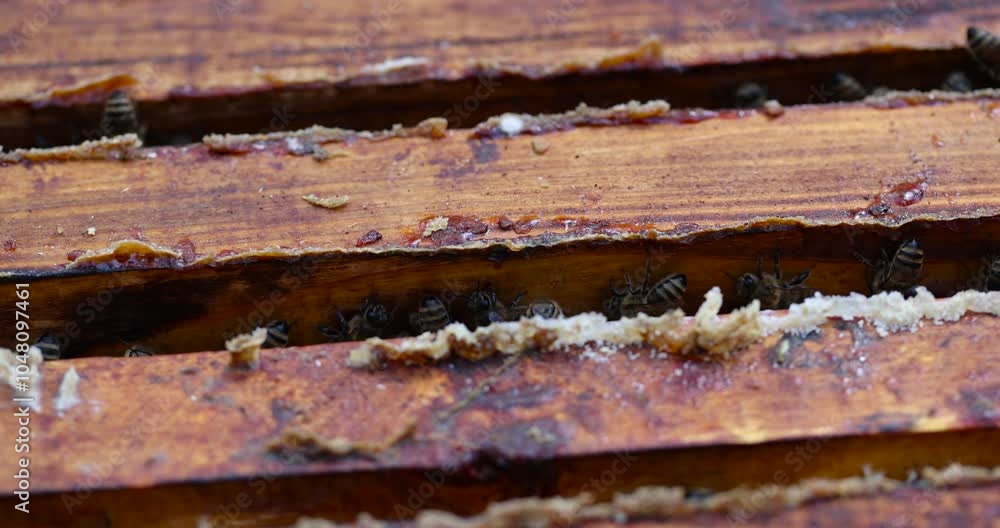 bees and their hive with wooden honeycomb frames, a bee hive with honey ...
