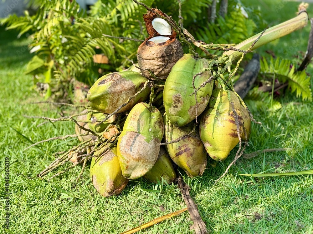 Um coco aberto se destaca, com suas folhas verdes vibrantes. Ao fundo ...