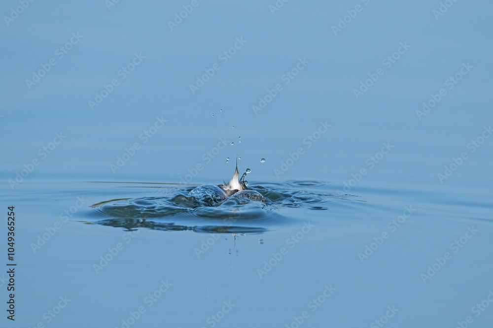 Bird, duck, diving bird diving into a clear blue lake water. Little ...