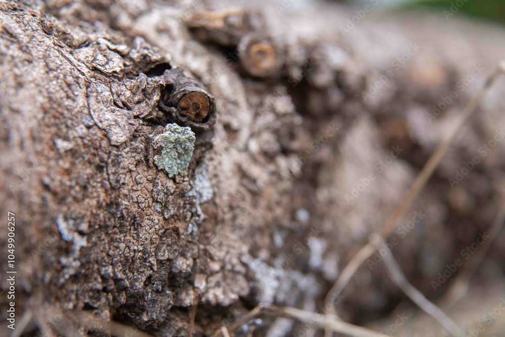 Os fungos são seres vivos macro e microscópicos que surgem nas árvores ...