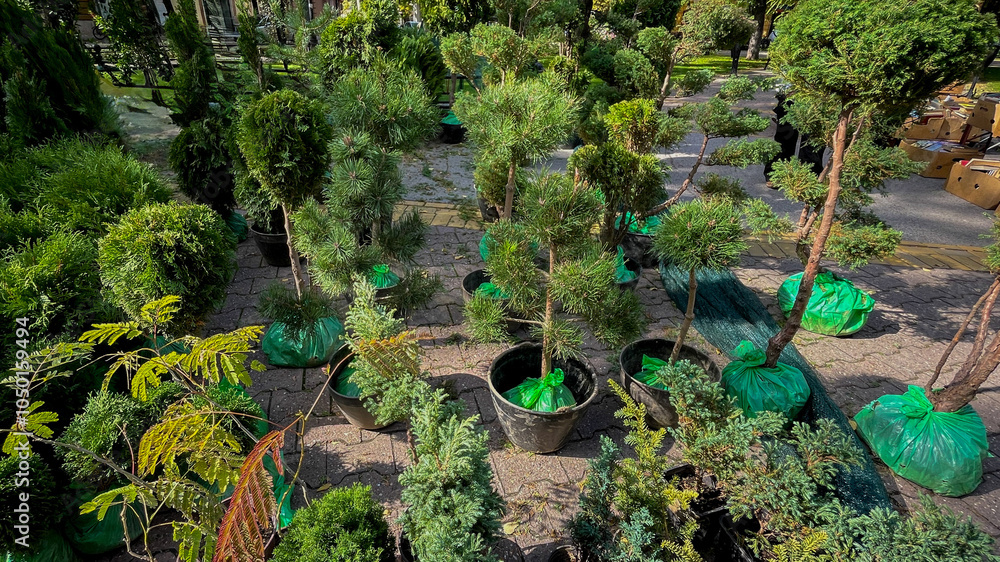 Potted conifer trees neatly arranged on a paved outdoor market path ...