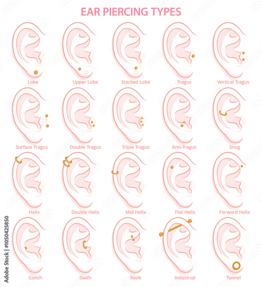 Poster Vector diagram showing different ear piercing types – Wall Art ...