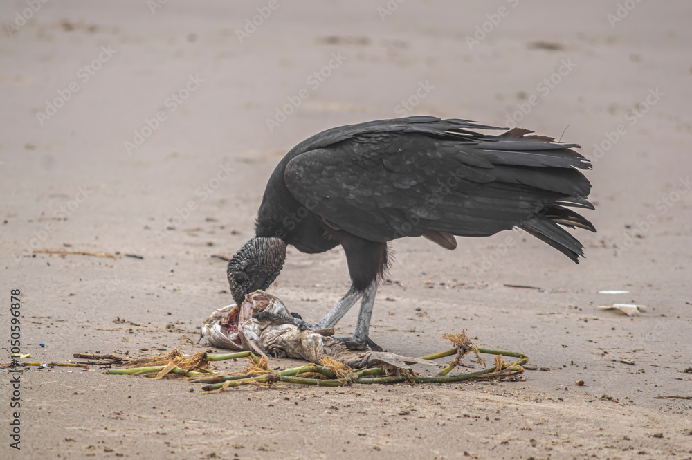 This image depicts black vultures (Coragyps atratus) scavenging on a ...