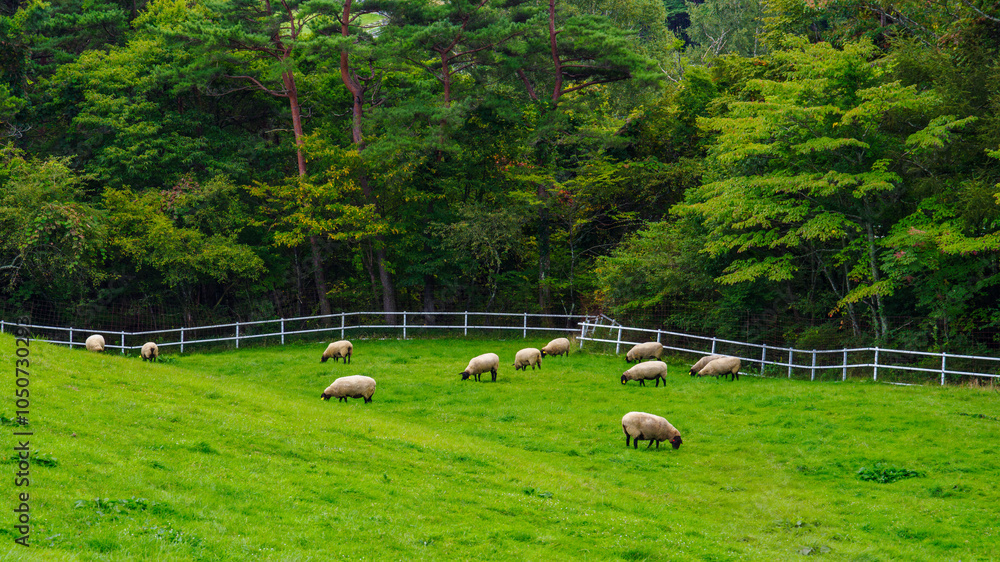 A peaceful hillside pasture with sheep grazing within white-fenced ...