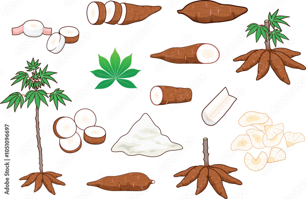Set of Cassava Root or manioc plants with leaves, tuber, bunch of ...