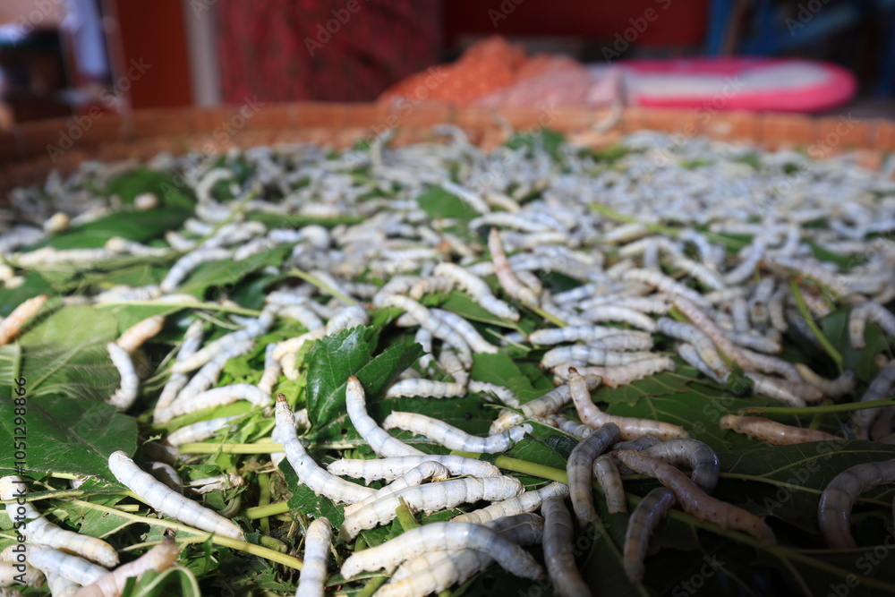 In the background of nature, the silkworm larvae spun their cocoons ...