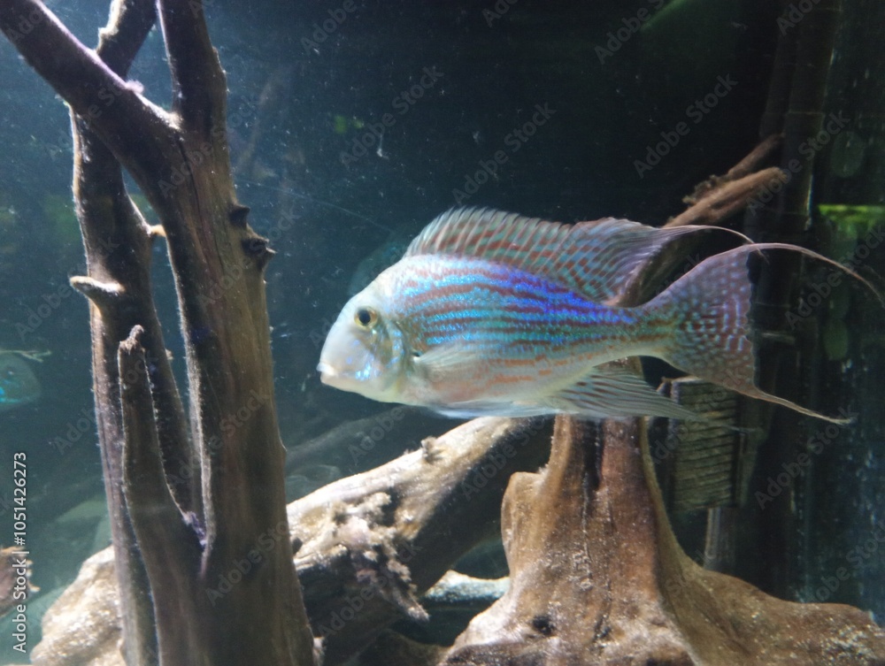 A vibrant, blue and silver fish swims gracefully through a freshwater ...