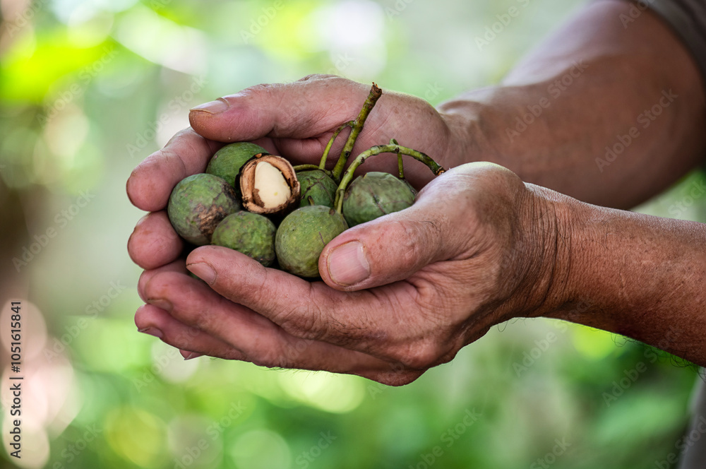 Alexandrian laurel or Calophyllum inophyllum fruits In the hands of a ...