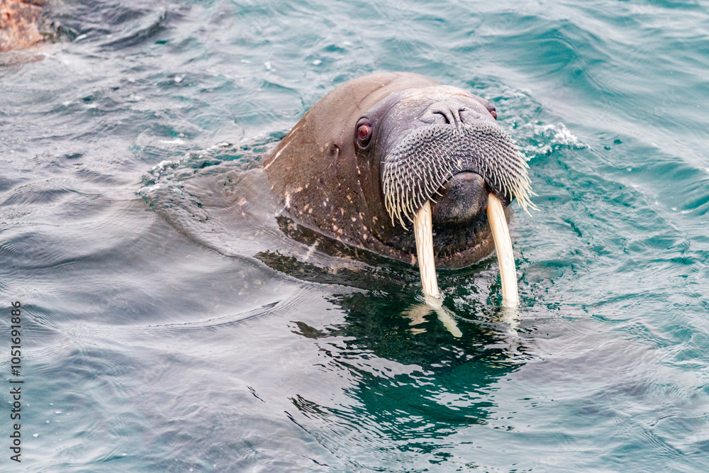 Curious adult bull walrus (Odobenus rosmarus rosmarus) approach the ...