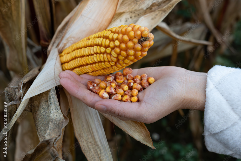 Human hand holding kernels freshly picked from a corn cob, representing ...