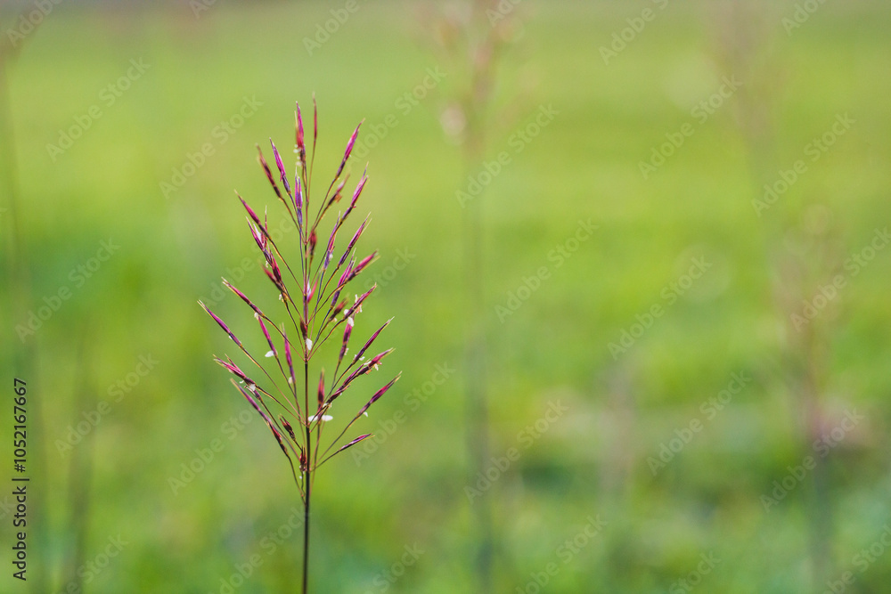 Beautiful Chrysopogon aciculatus in the field at sunset, is a species ...