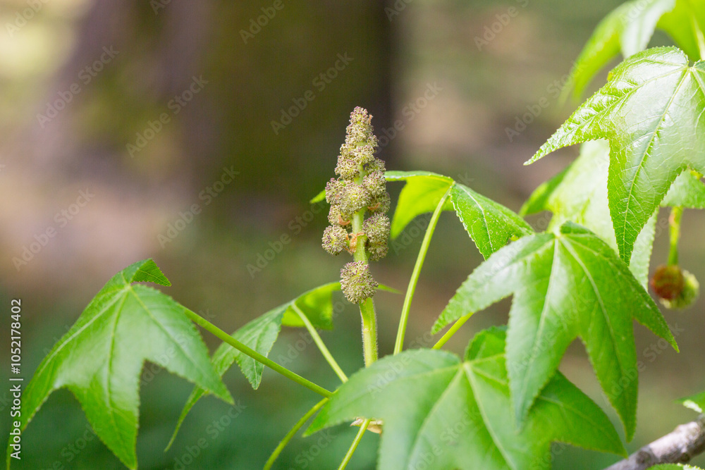 American sweetgum (Liquidambar styraciflua) green leaves. The tree is ...