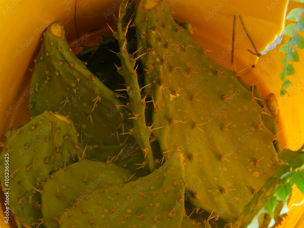 Nopales o cactus cortado con espinas dentro de una cubeta amarilla que ...
