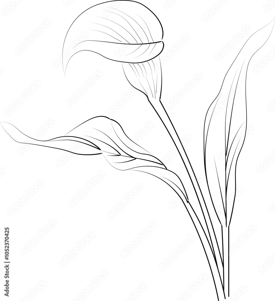 Calla flower drawings,Calla line drawing, pencil Calla flower drawing ...