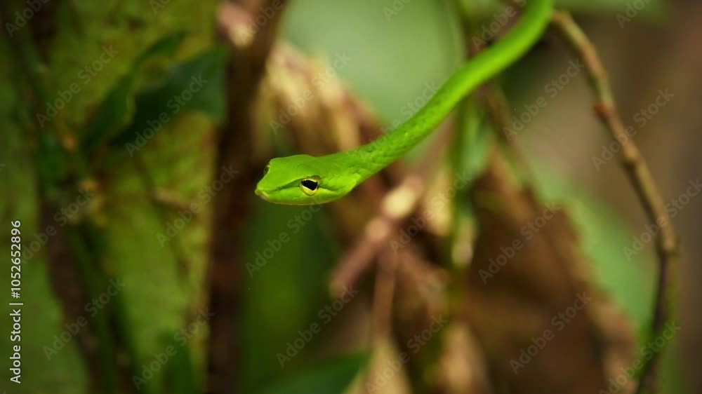 Video „Snake Ahaetulla nasuta Sri Lankan green vine snake or Long-nosed ...