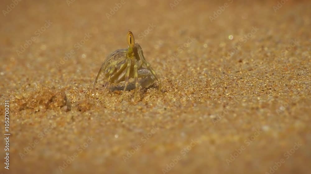 Crayfish - Ocypode brevicornis Ghost Crab found on sandy beaches of ...
