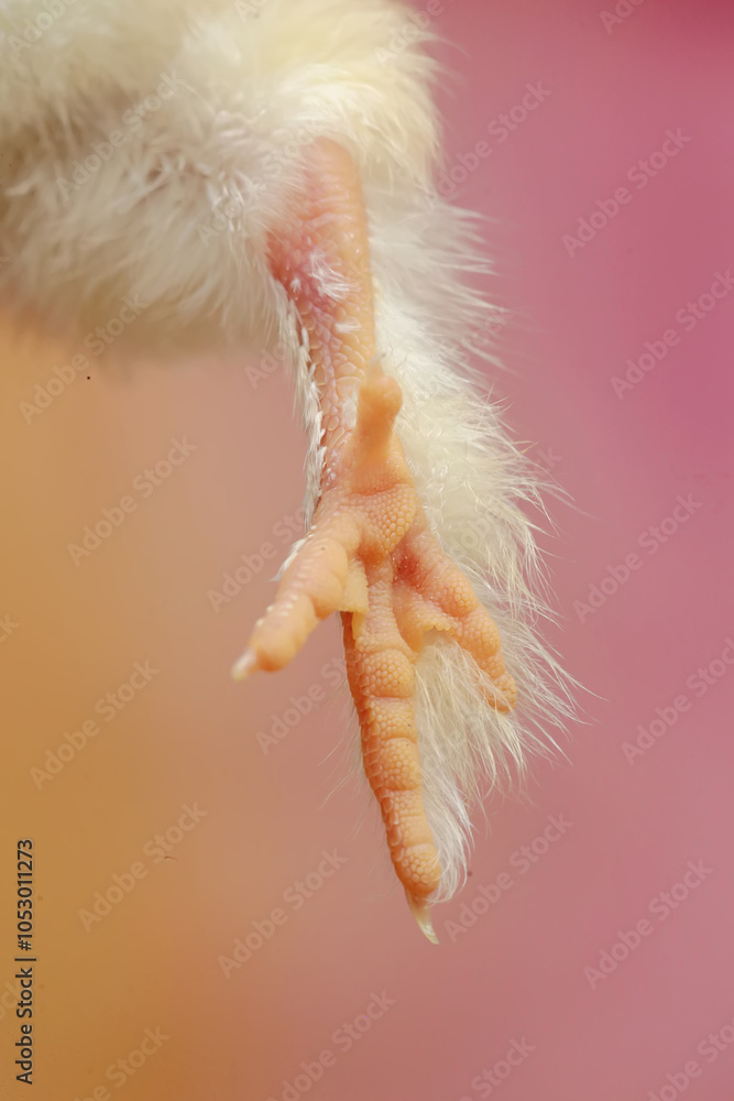 One of the characteristics of Brahma chickens, the legs and toes have ...