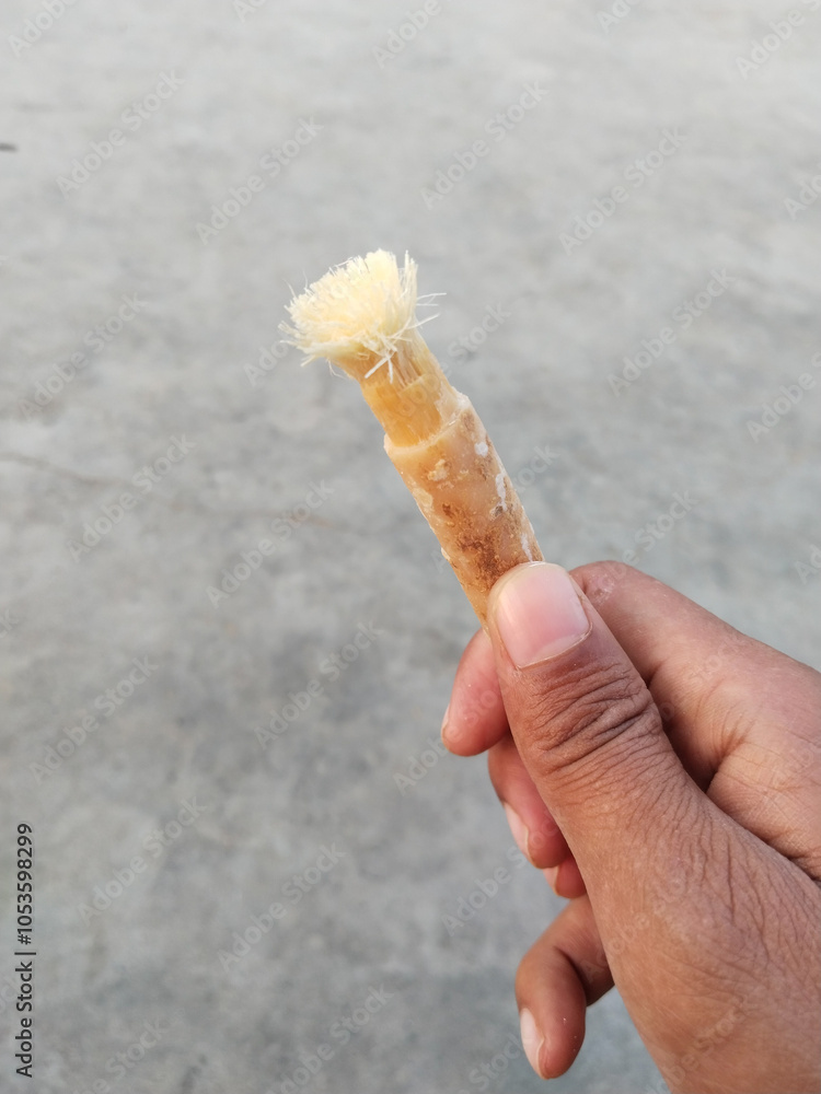 The miswak, miswaak, siwak, sewak, Arabic is a teeth cleaning twig made ...