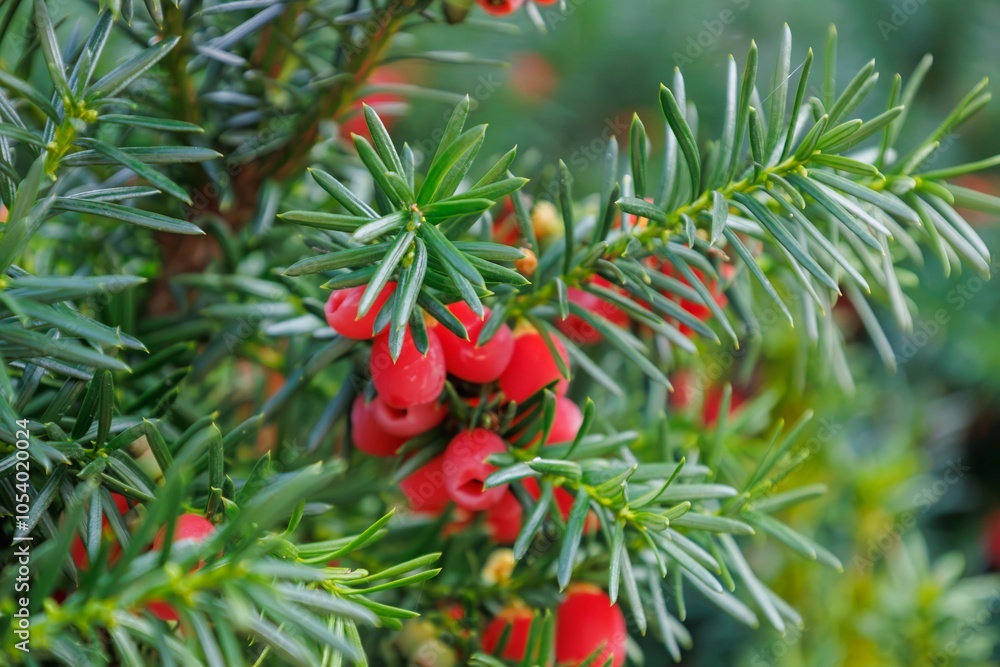 Branch with mature and immature cones of taxus baccata. Bright red ...