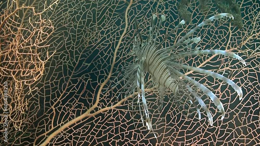 Delving into the captivating and vibrant underwater realm of the ...